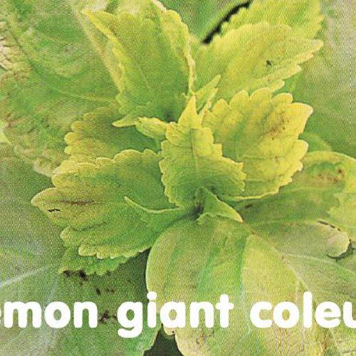 Coleus (Coleus scutellarioides 'Lemon Giant') in the Coleus Database ...