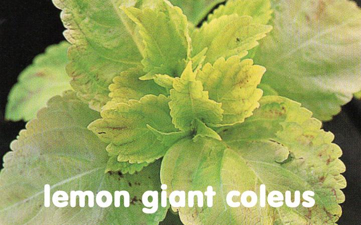 Coleus (Coleus scutellarioides 'Lemon Giant') in the Coleus Database ...