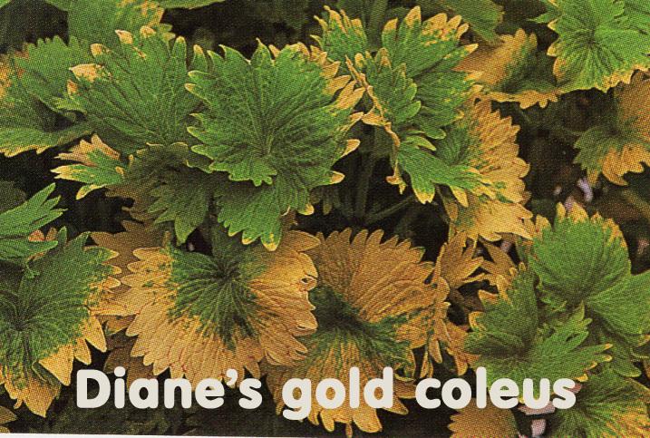Coleus (Coleus scutellarioides 'Diane's Gold') in the Coleus Database ...