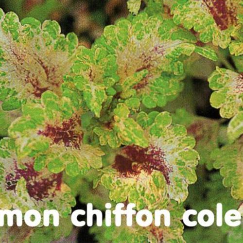Coleus (Coleus scutellarioides 'Lemon Chiffon') in the Coleus Database ...