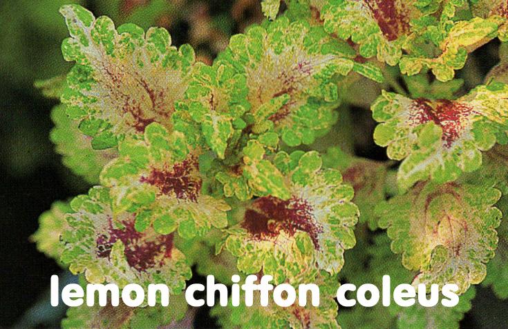 Coleus (Coleus scutellarioides 'Lemon Chiffon') in the Coleus Database ...