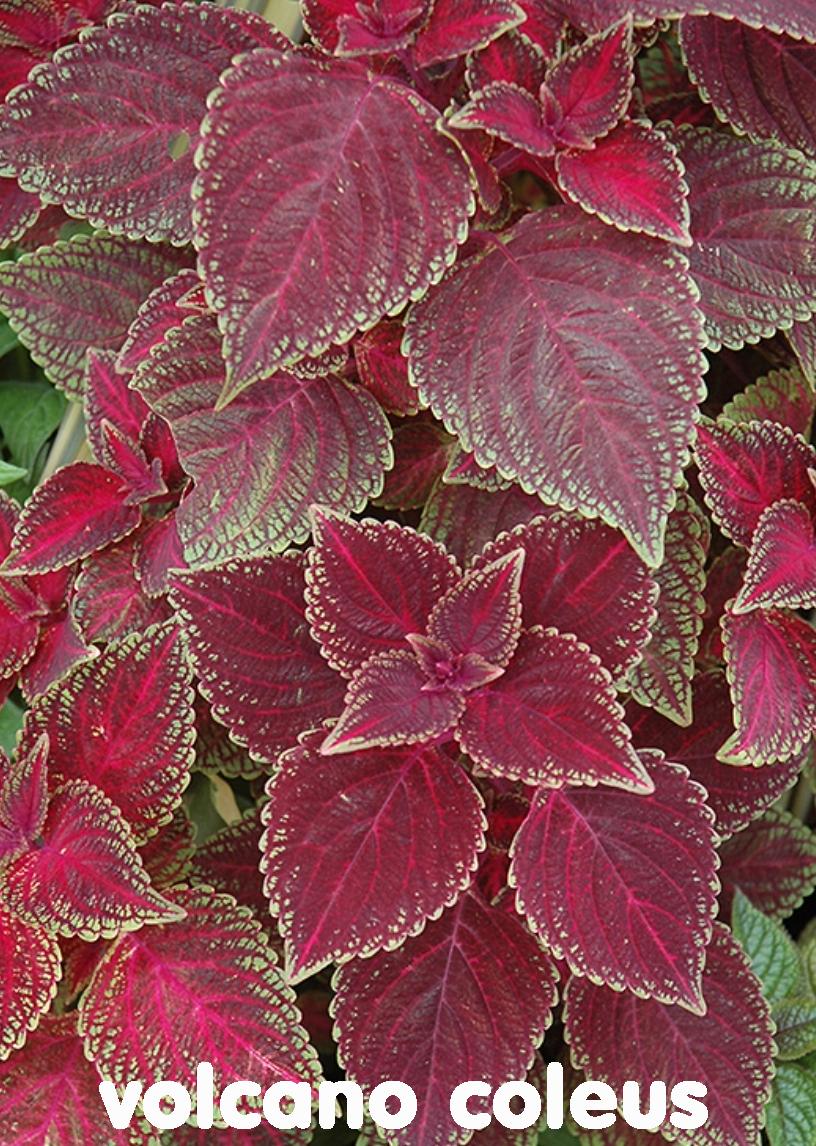 Coleus (Coleus scutellarioides Superfine Rainbow Volcano ) in the ...