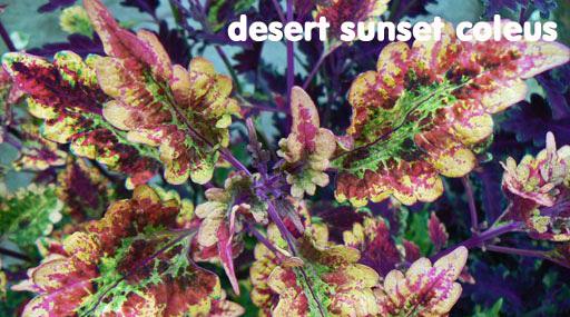 Coleus (Coleus scutellarioides 'Desert Sunset') in the Coleus Database ...