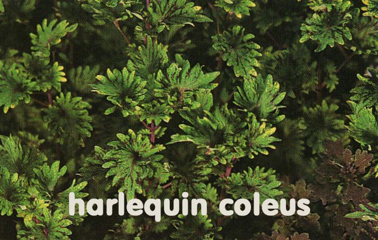 Coleus (Coleus scutellarioides 'Harlequin') in the Coleus Database ...