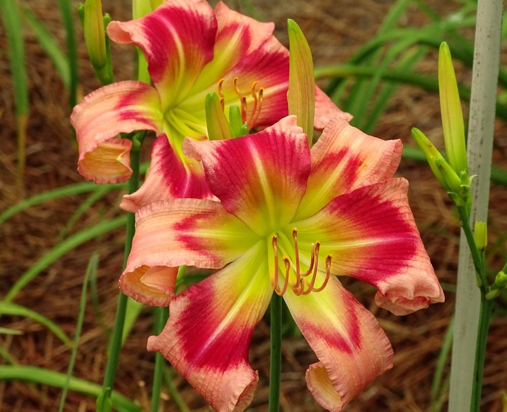 Daylily (Hemerocallis 'Eyes Bright') in the Daylilies Database - Garden.org