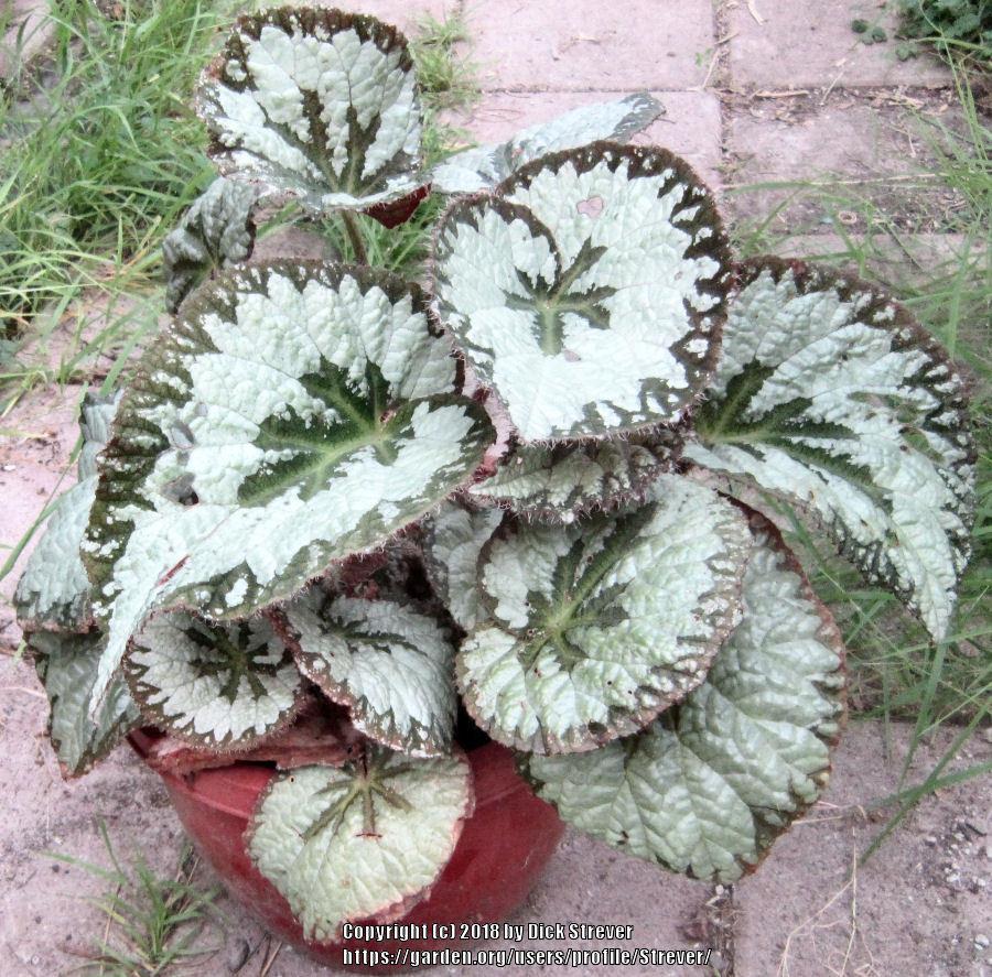 Rex Begonia (Begonia 'Silver Queen') in the Begonias Database - Garden.org