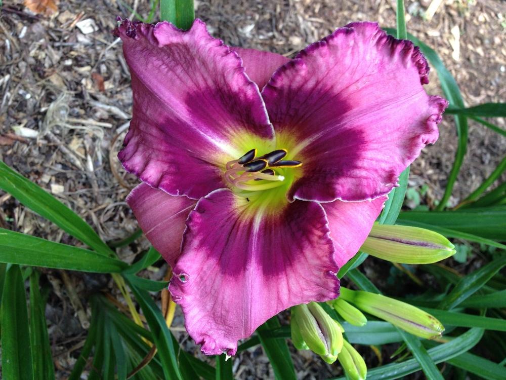 Photo of the bloom of Daylily (Hemerocallis 'Russian Ragtime') posted ...