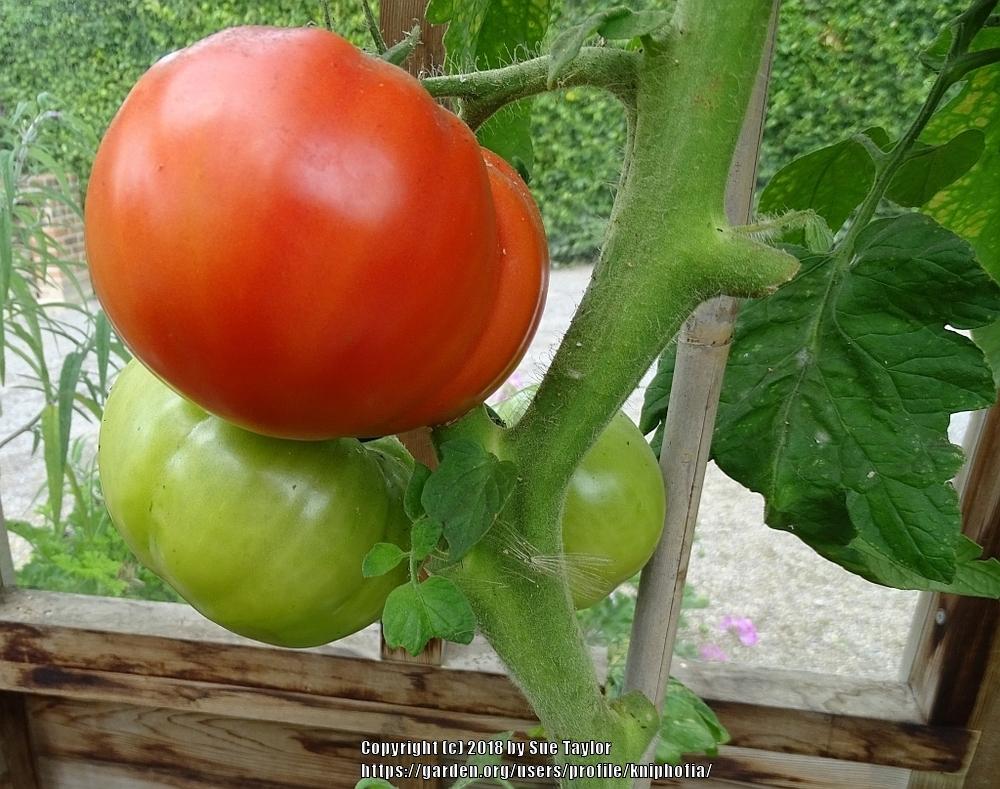Tomato (Solanum lycopersicum 'Gigantomo') in the Tomatoes Database ...