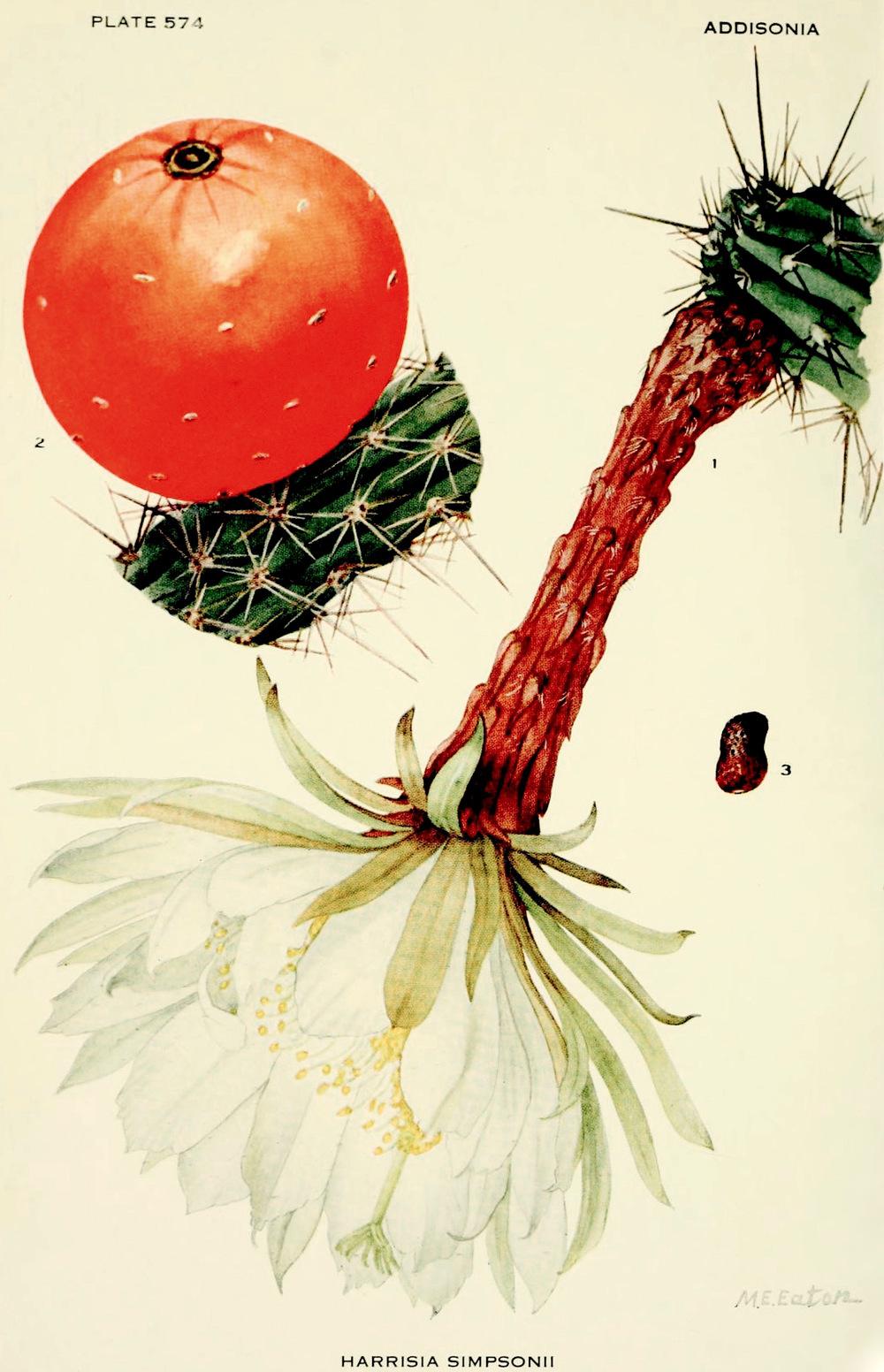 Simpson's Prickly Apple (Harrisia fragrans subsp. fragrans) - Garden.org