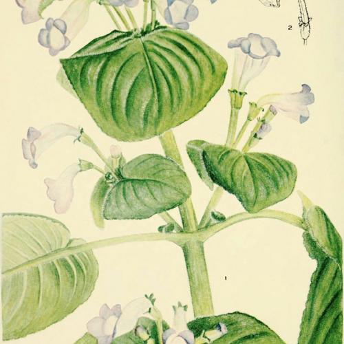 Chirita (Microchirita lavandulacea) - Garden.org