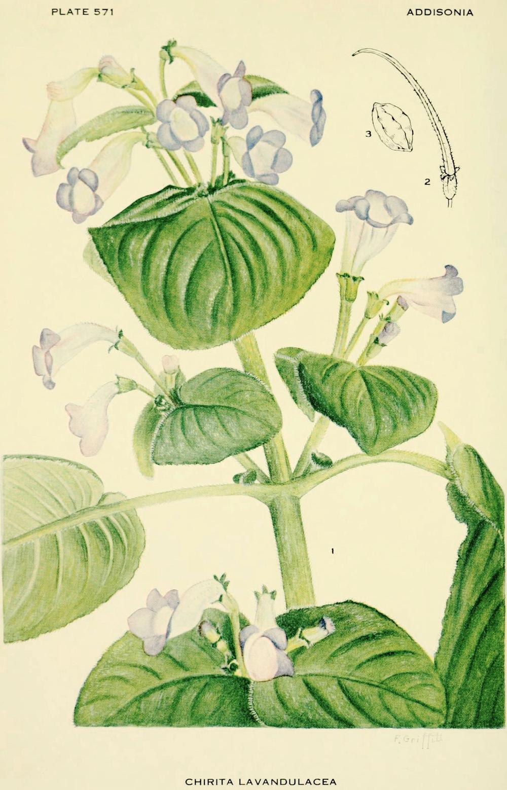 Chirita (Microchirita lavandulacea) - Garden.org