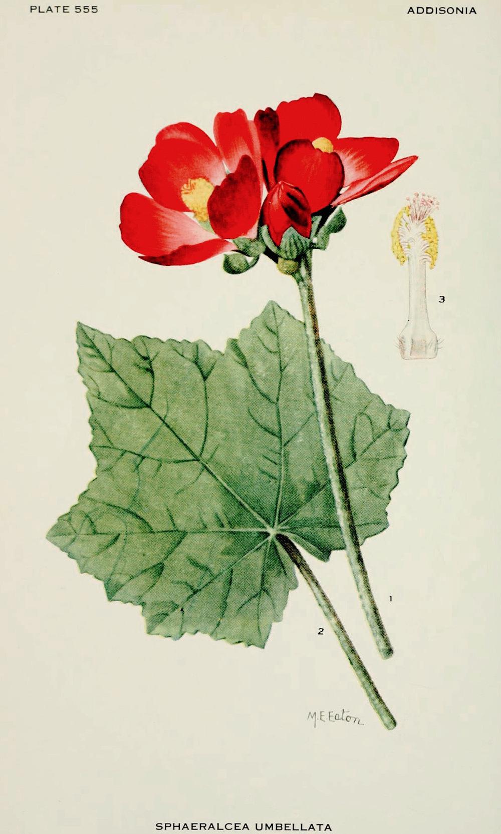 Mexican Bush Mallow (Phymosia umbellata) - Garden.org