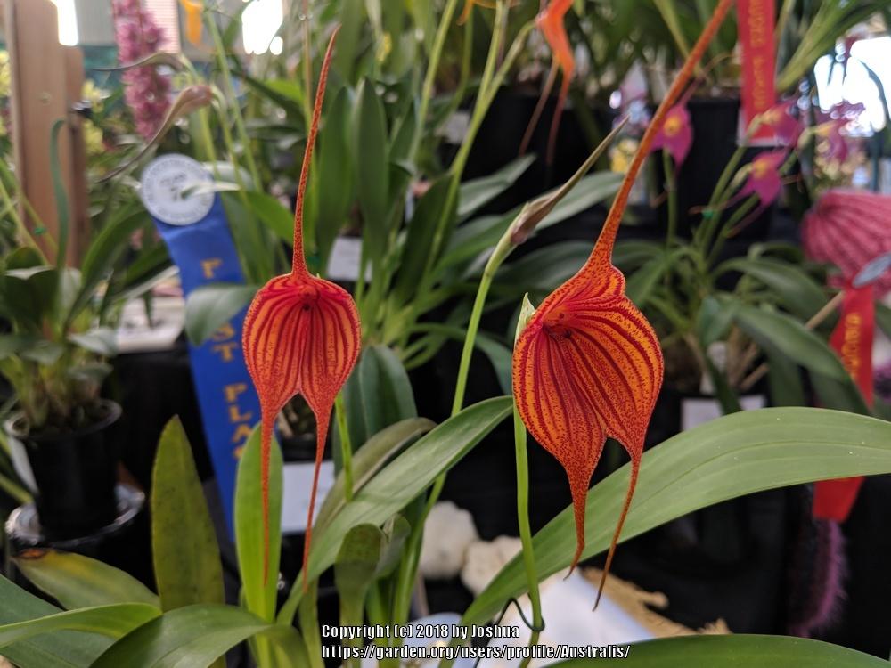 Orchid (Masdevallia Lightning Stripes 'Out of the World') - Garden.org
