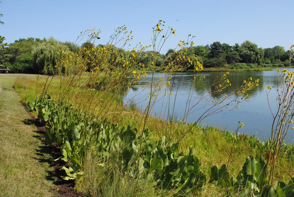 Photo of the entire plant of Prairie Dock (Silphium terebinthinaceum ...