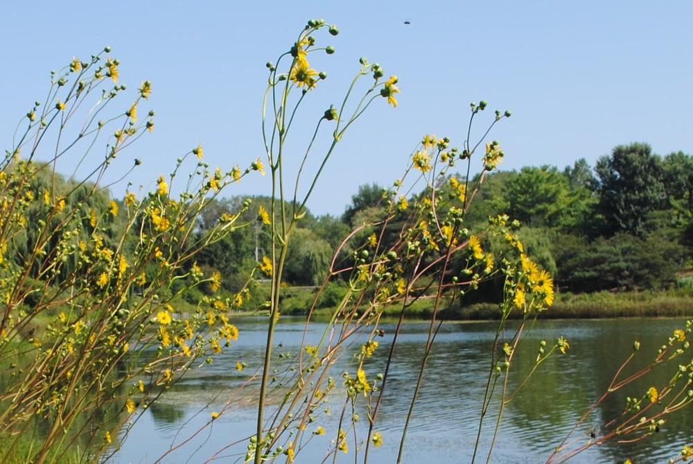 Photo of the bloom of Prairie Dock (Silphium terebinthinaceum) posted ...