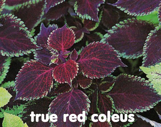 Coleus (Coleus scutellarioides 'True Red') in the Coleus Database ...
