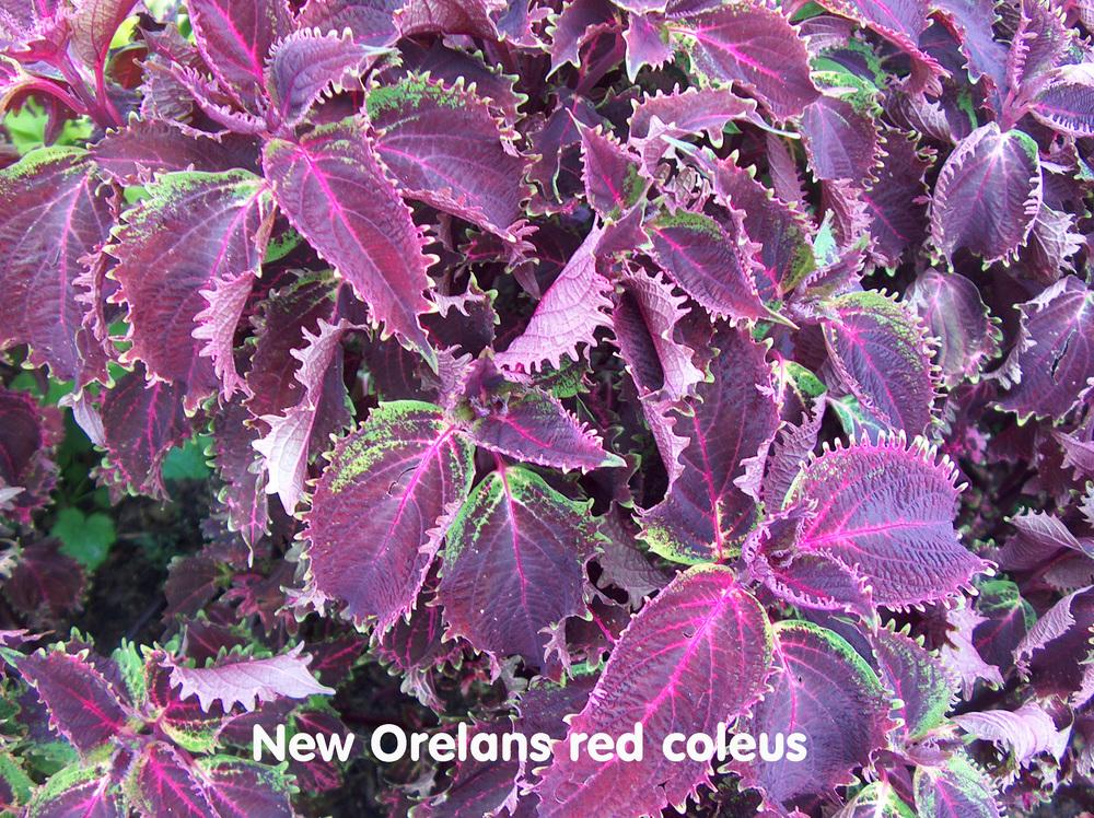 Coleus (Coleus scutellarioides 'New Orleans Red') in the Coleus ...