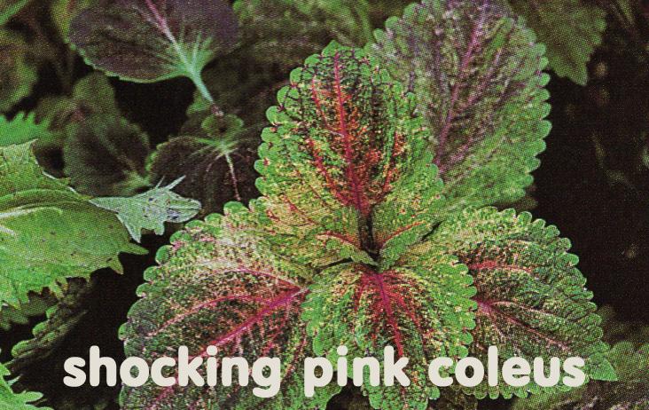 Coleus (Coleus scutellarioides 'Shocking Pink') in the Coleus Database ...