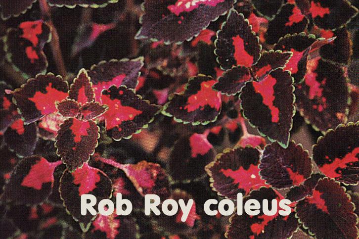 Coleus (Coleus scutellarioides 'Rob Roy') in the Coleus Database ...