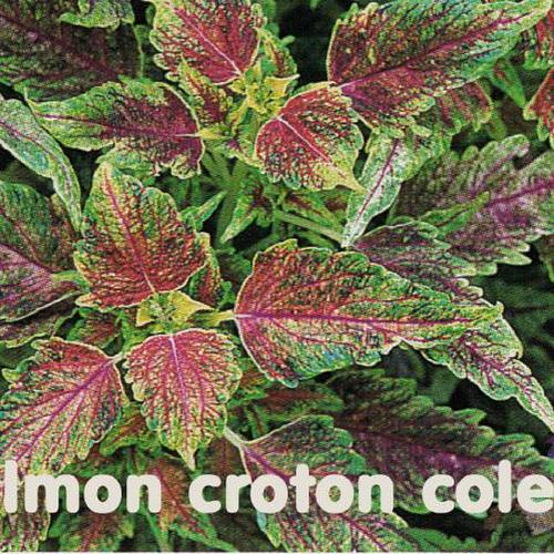 Coleus (Coleus scutellarioides 'Salmon Croton') in the Coleus Database ...