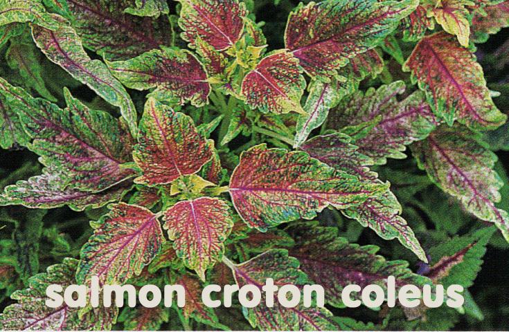 Coleus (Coleus scutellarioides 'Salmon Croton') in the Coleus Database ...