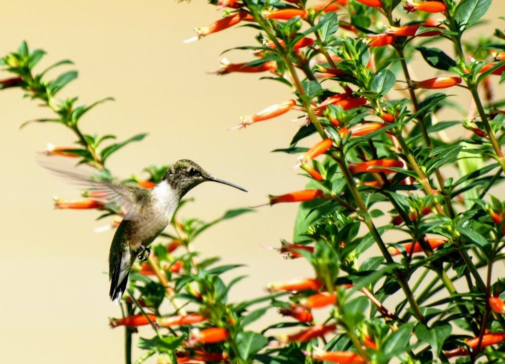 Large Firecracker Plant (Cuphea Vermillionaire®) - Garden.org