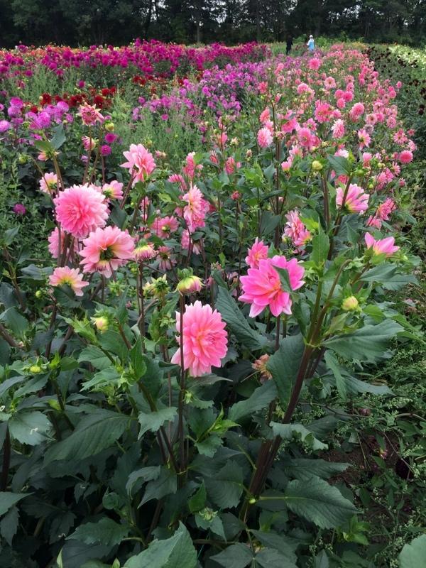 Photo of the entire plant of Dahlia 'Gerrie Hoek' posted by TreeClimber ...