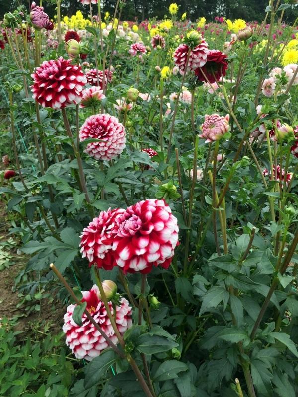 Dahlia 'Checkers' in the Dahlias Database - Garden.org