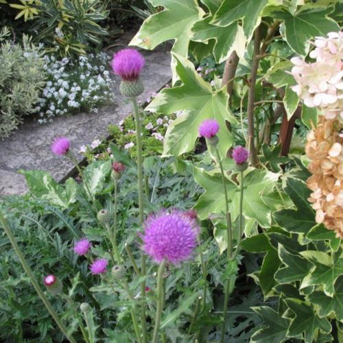 Japanese Thistle (Cirsium japonicum 'Rose Beauty') - Garden.org