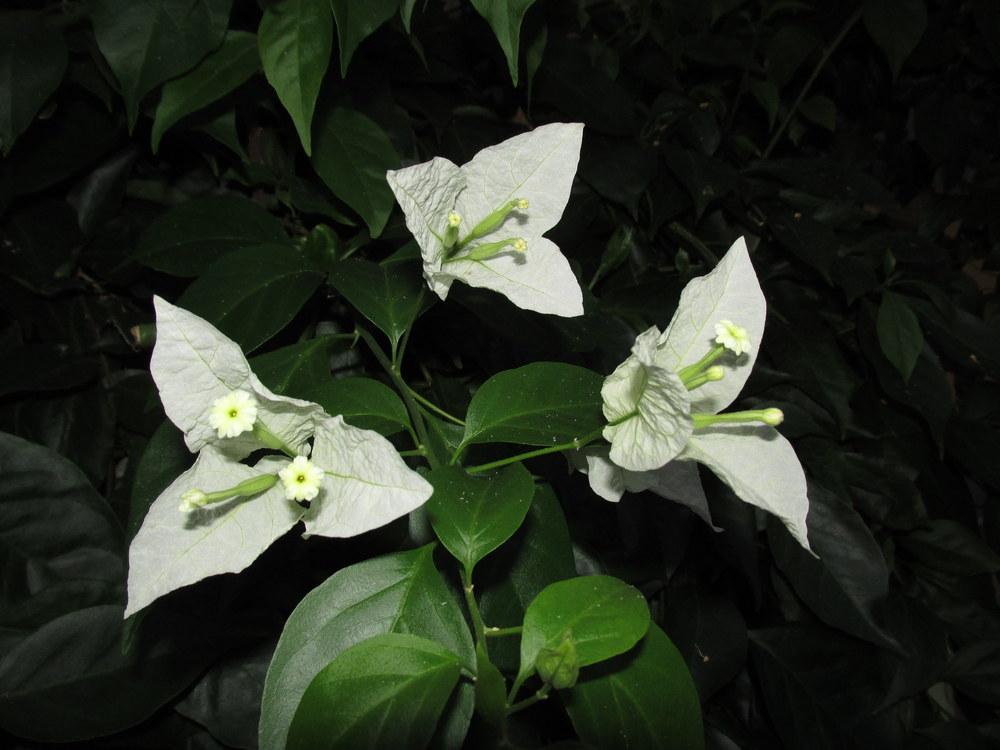 Bougainvilleas: Plant Care and Collection of Varieties - Garden.org