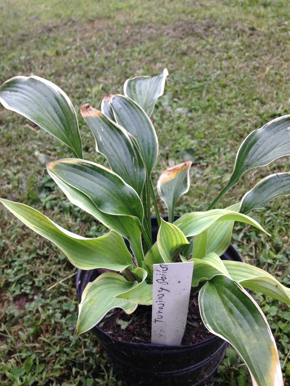 Hosta 'Turning Point' in the Hostas Database - Garden.org
