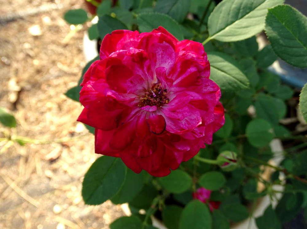 Rose (Rosa 'Rowdy Roy') in the Roses Database - Garden.org