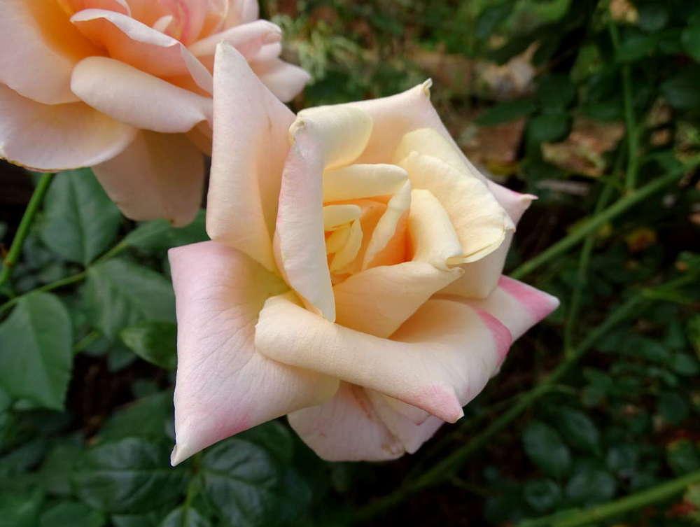 Rose (Rosa 'Smooth Delight') in the Roses Database - Garden.org