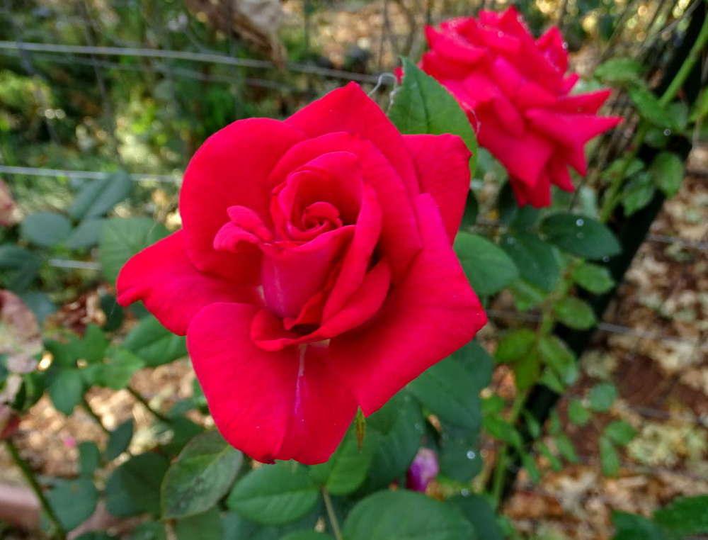 Rose (Rosa 'Helen's Trust') in the Roses Database - Garden.org