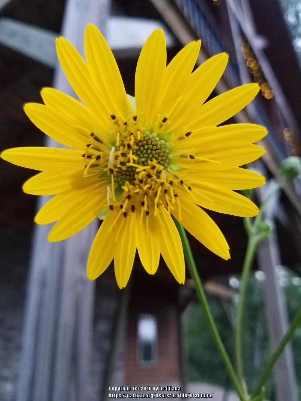 Silphiums: Plant Care and Collection of Varieties - Garden.org