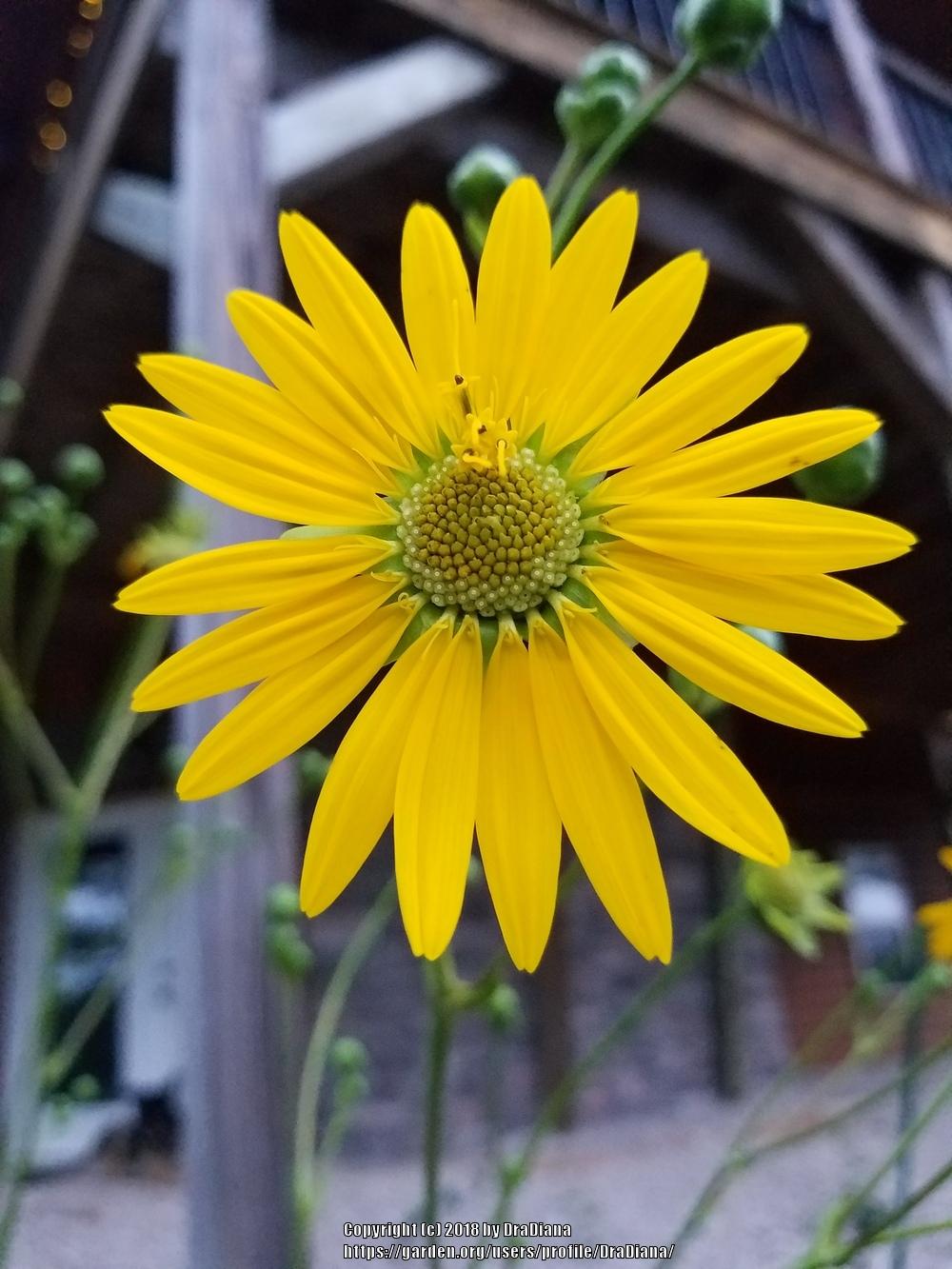 Photo of the bloom of Prairie Dock (Silphium terebinthinaceum) posted ...