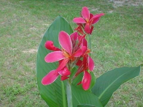 Canna (Canna x generalis 'Pink Beauty') in the Cannas Database - Garden.org