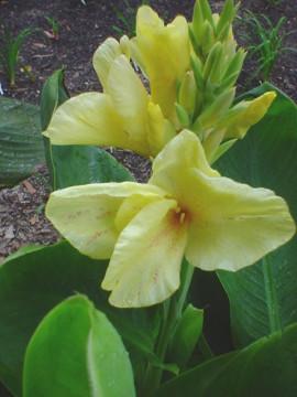 Cannas: Plant Care and Collection of Varieties - Garden.org