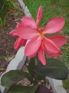 Cannas: Plant Care and Collection of Varieties - Garden.org