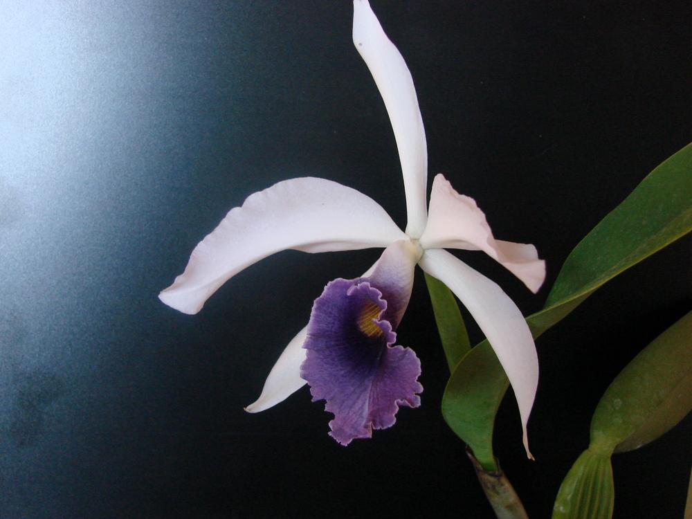 Photo of the bloom of Orchid (Cattleya C. G. Roebling [1895] 'Beechview ...