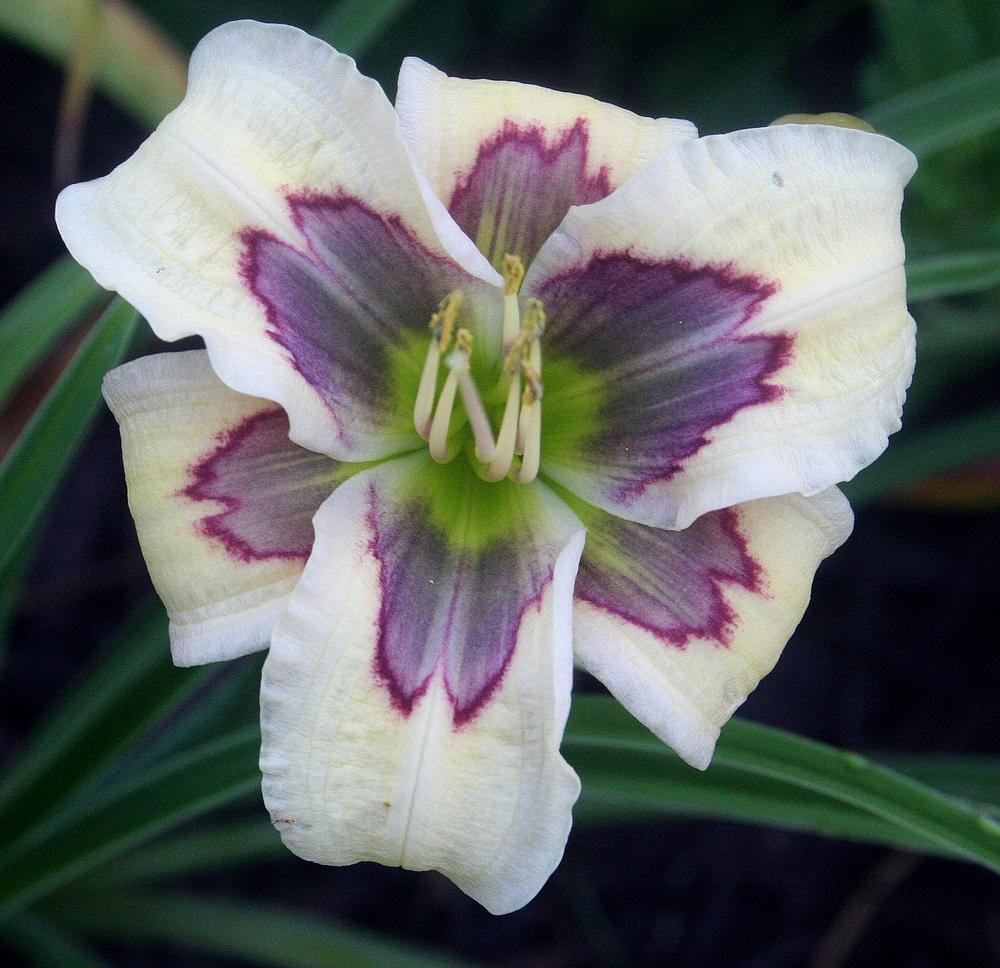Daylilies: Plant Care and Collection of Varieties - Garden.org