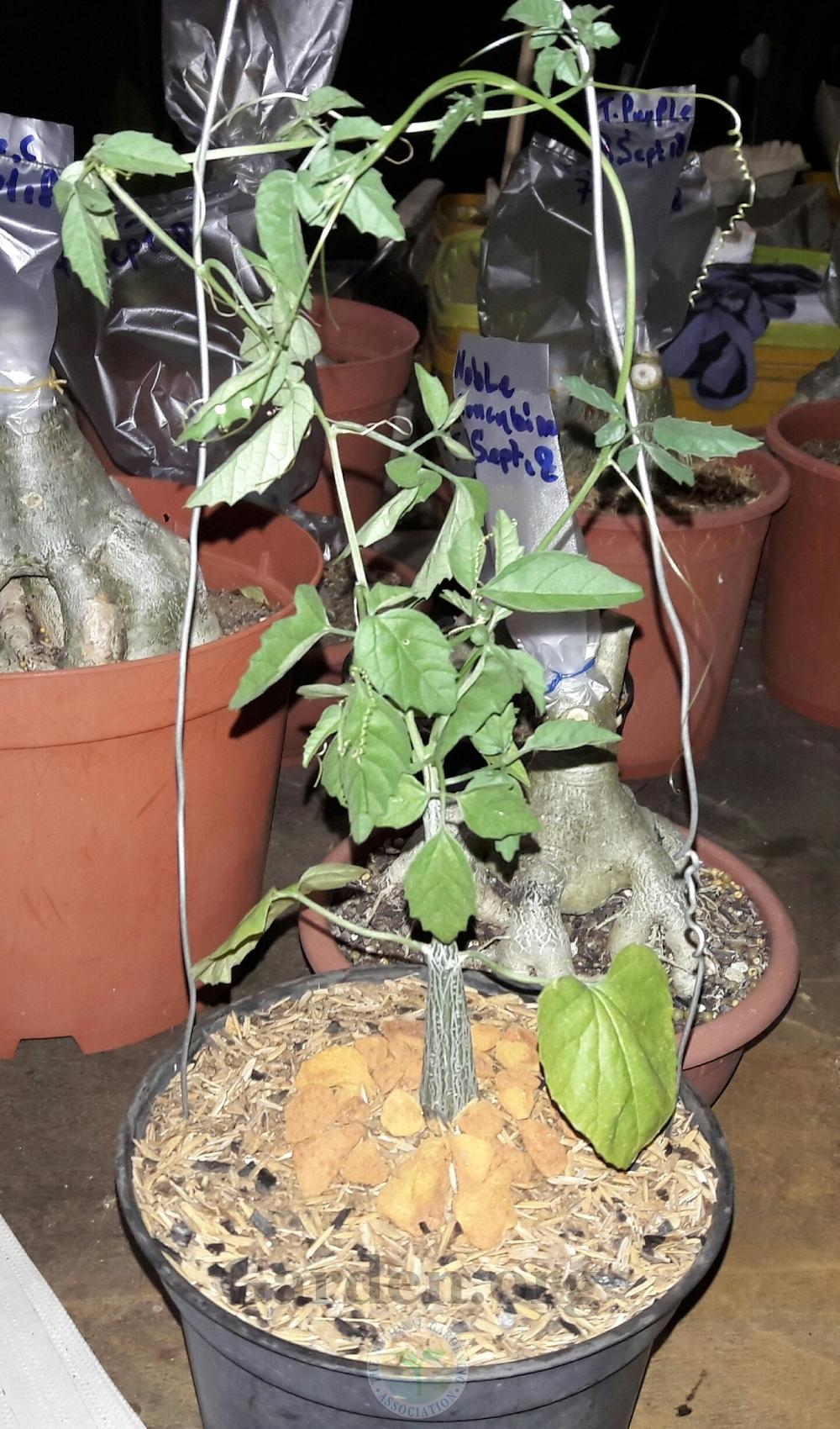 3 months old Momordica Rostrata in the Ask a Question forum - Garden.org