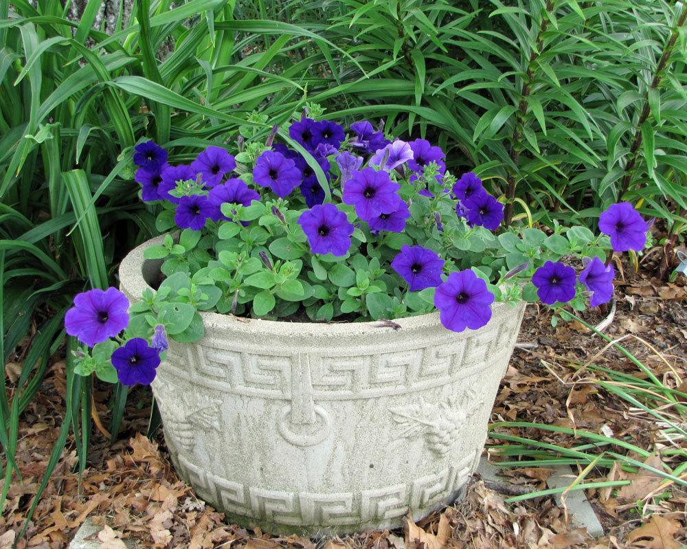 Petunias: Plant Care and Collection of Varieties - Garden.org
