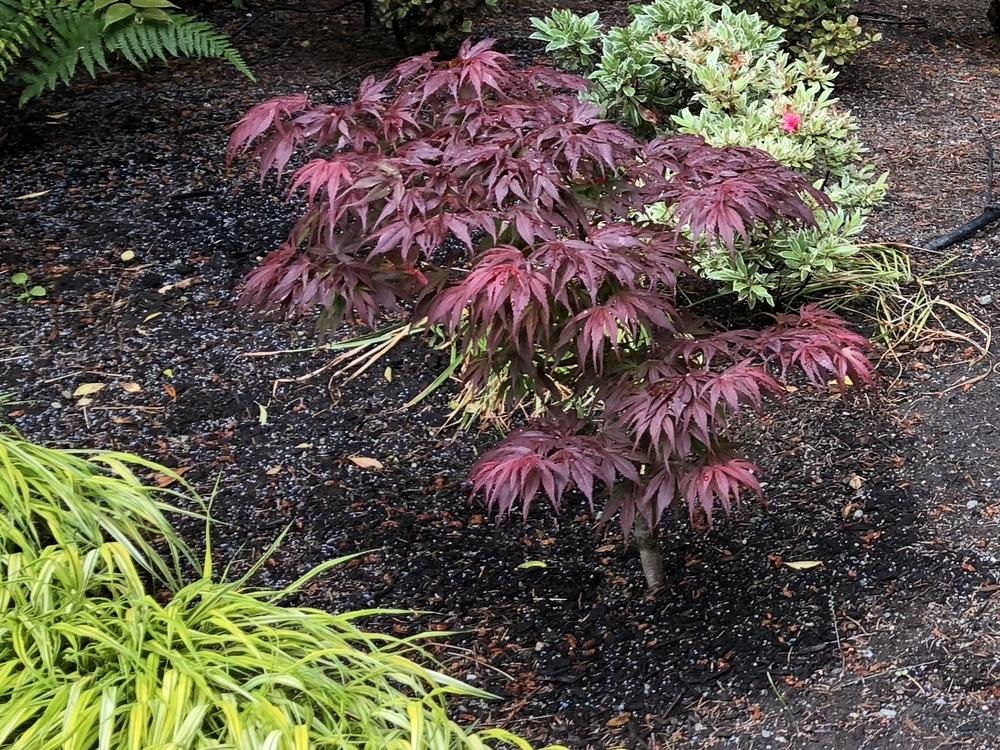 Japanese Maple (Acer palmatum 'Oregon Sunset') - Garden.org