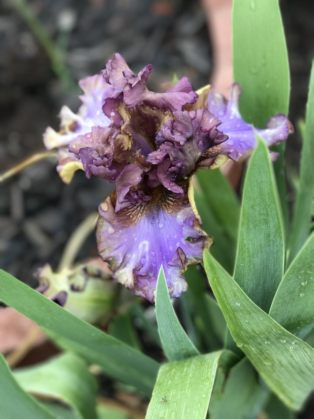 Photo of the bloom of Tall Bearded Iris (Iris 'Express Yourself ...