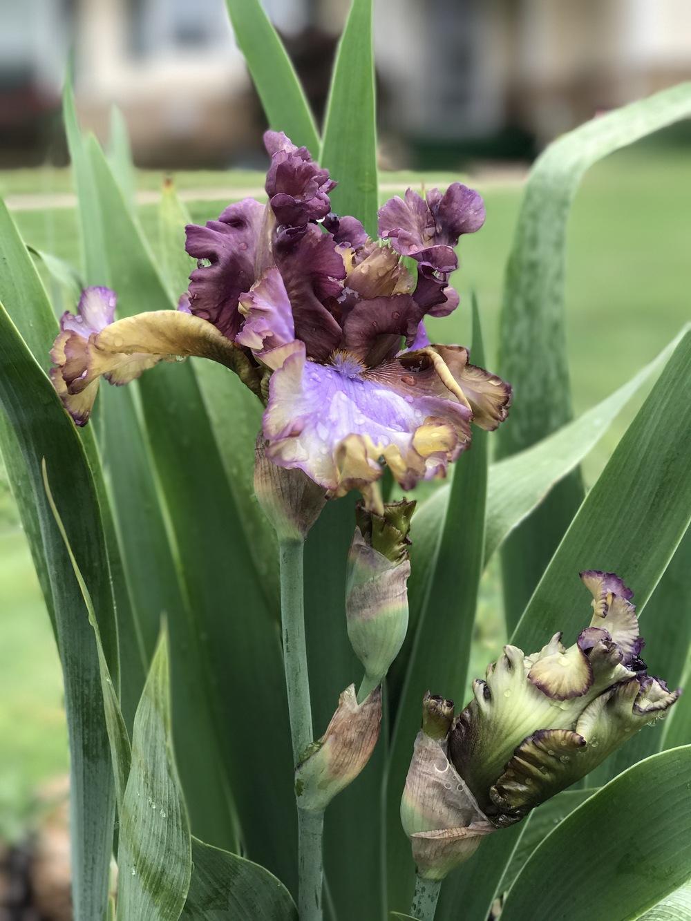 Photo of the bloom of Tall Bearded Iris (Iris 'Express Yourself ...