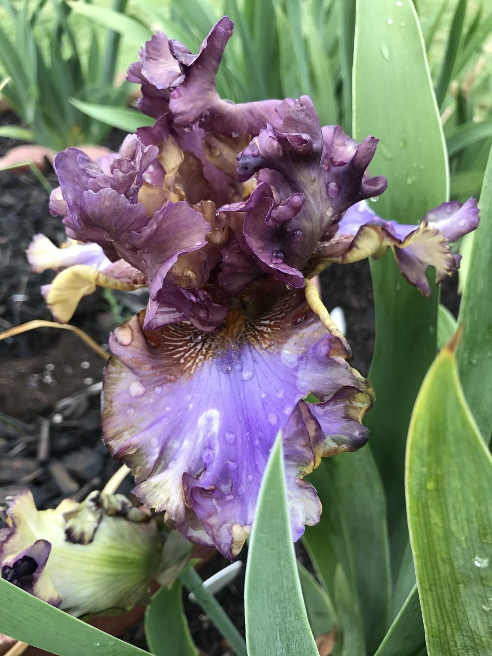 Photo of the bloom of Tall Bearded Iris (Iris 'Express Yourself ...