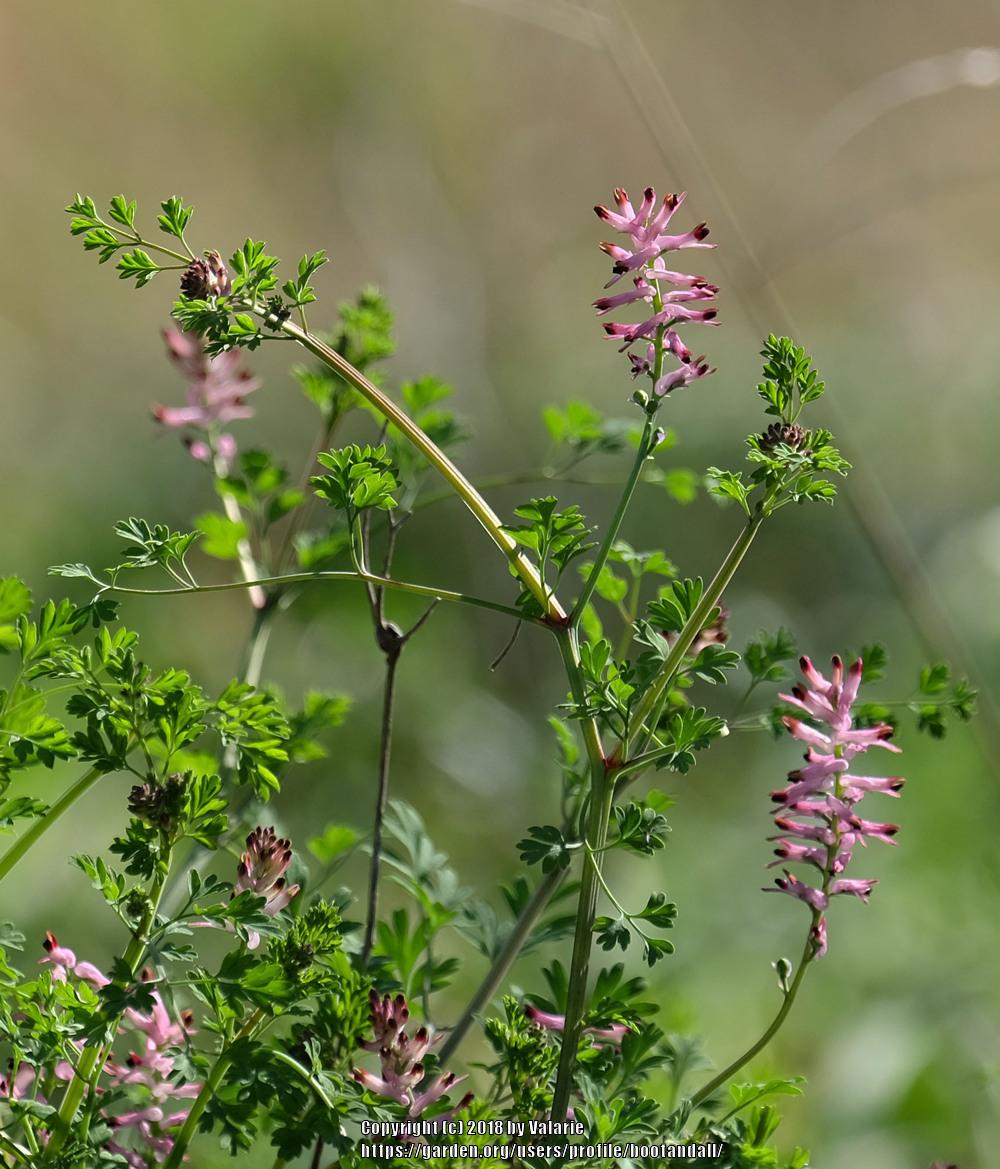 Common Ramping Fumitory (Fumaria muralis) - Garden.org