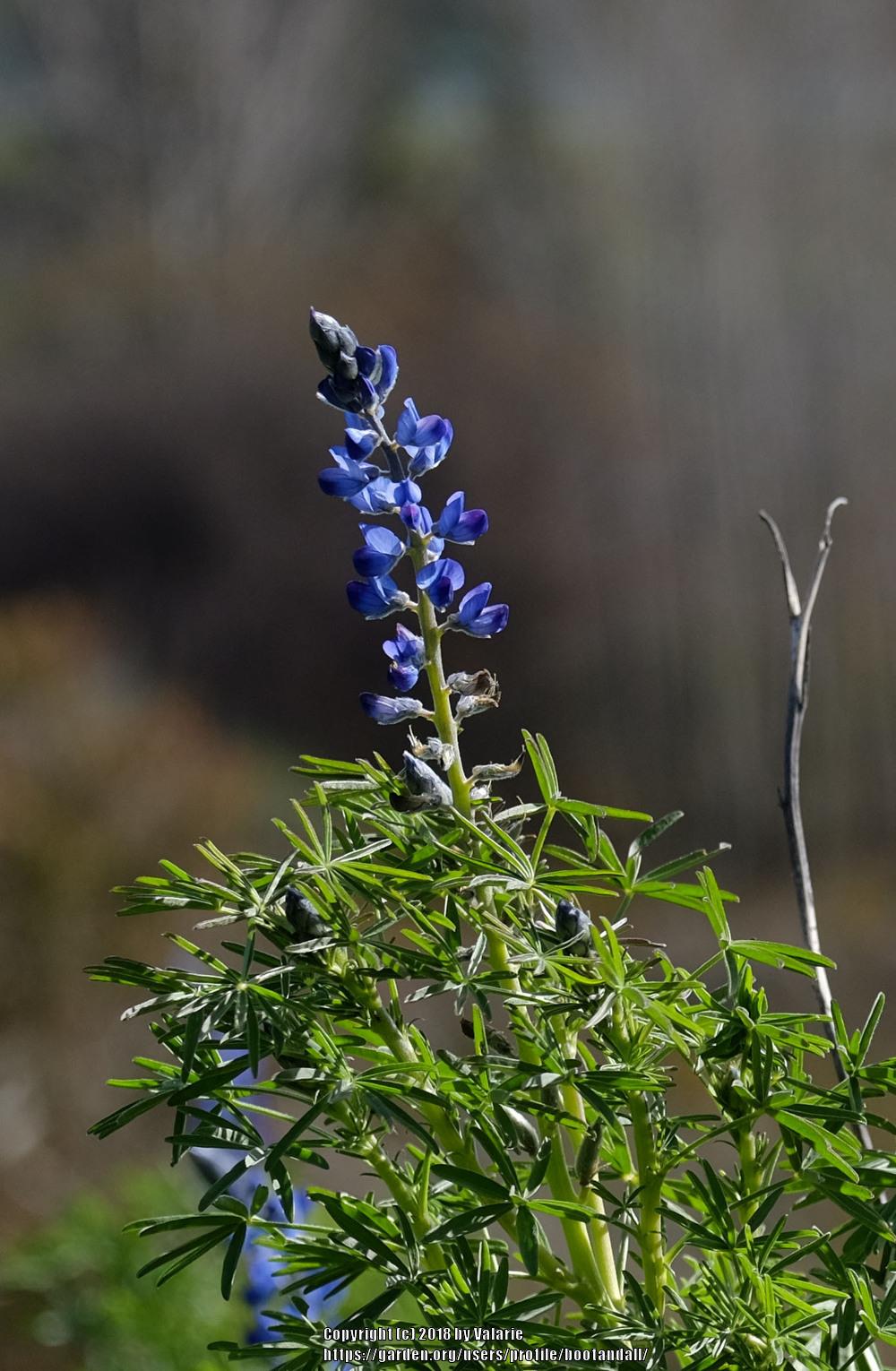 Blue Lupin (Lupinus angustifolius) - Garden.org