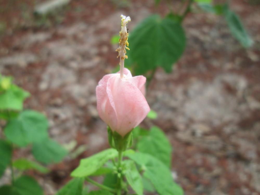 Photo of the bloom of Mexican Turk's Cap (Malvaviscus arboreus var. mexicanus 'Rosea') posted by ...